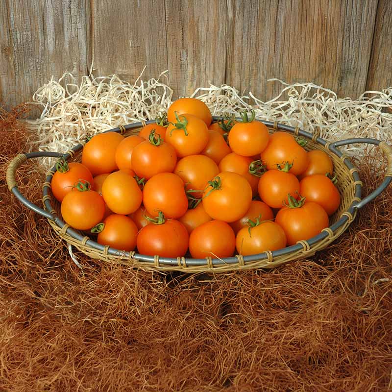 Tomato Bellini F1 Seed – Harris Seeds