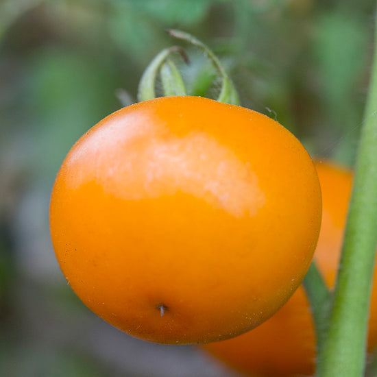 Tomato Bellini F1 Seed – Harris Seeds