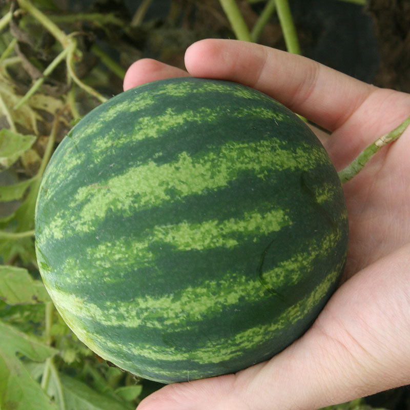 Watermelon Side Kick Seed – Harris Seeds