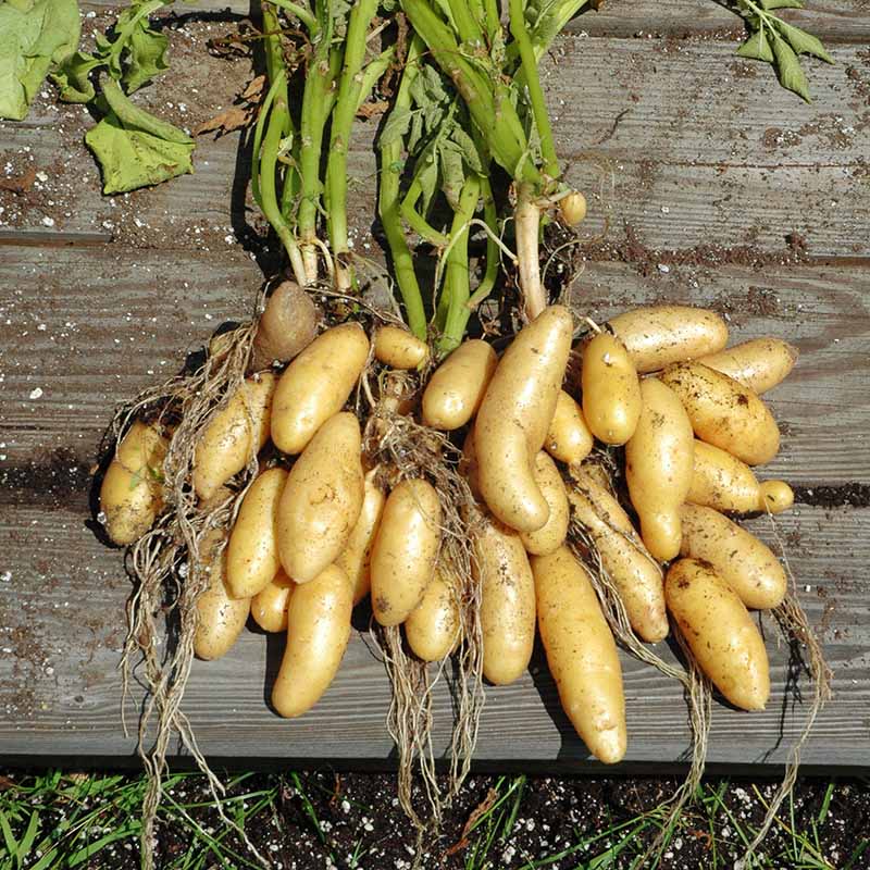 Russian Fingerling Potatoes Austrian Crescent Fingerling Potato 2