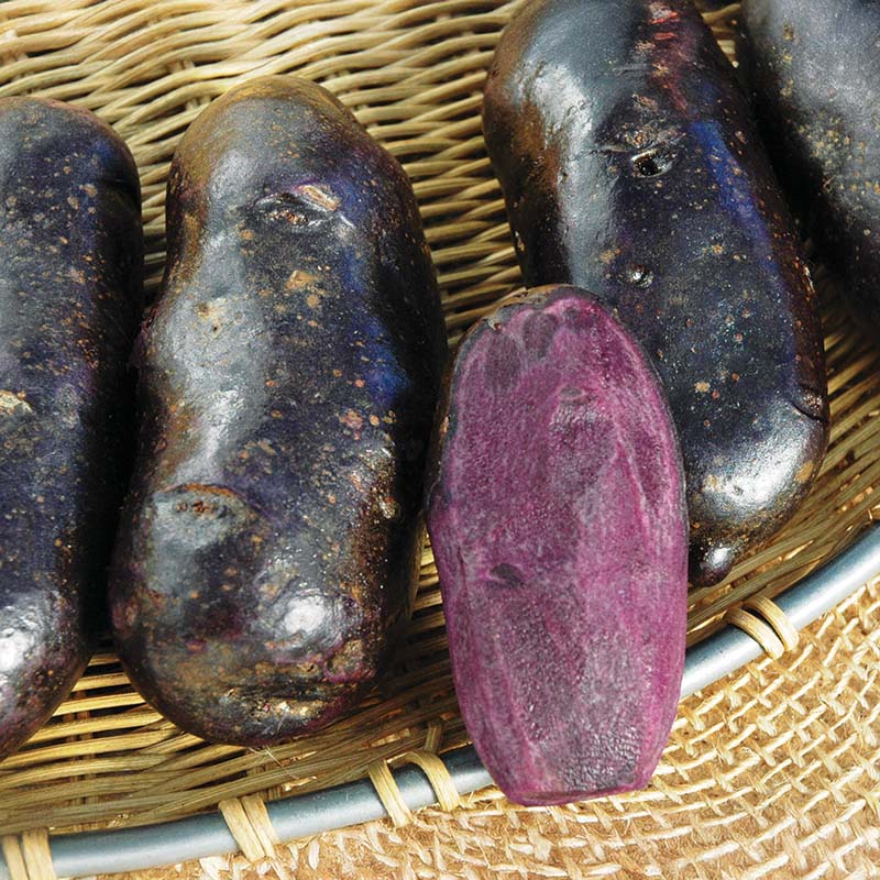 Potato Fingerling Magic Molly – Harris Seeds