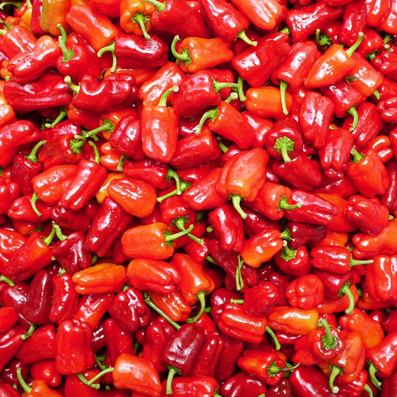 Pepper Cajun Belle F1 Seed – Harris Seeds