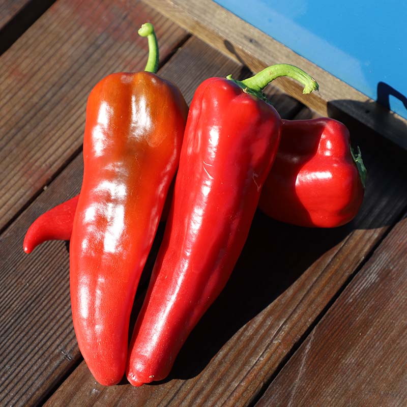 Pepper Carmen F1 Seed – Harris Seeds