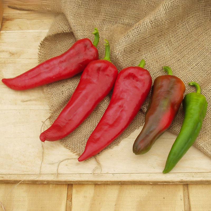 Pepper Carmen F1 Seed – Harris Seeds