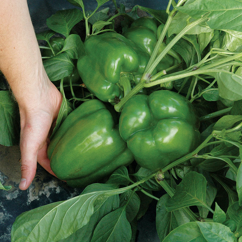 Pepper Vanguard F1 Seed – Harris Seeds