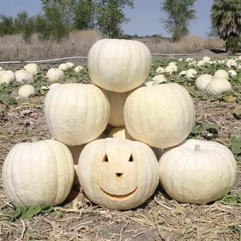 Pumpkin Full Moon Seed – Harris Seeds