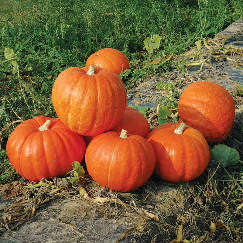 Pumpkin Big Moose Seed – Harris Seeds