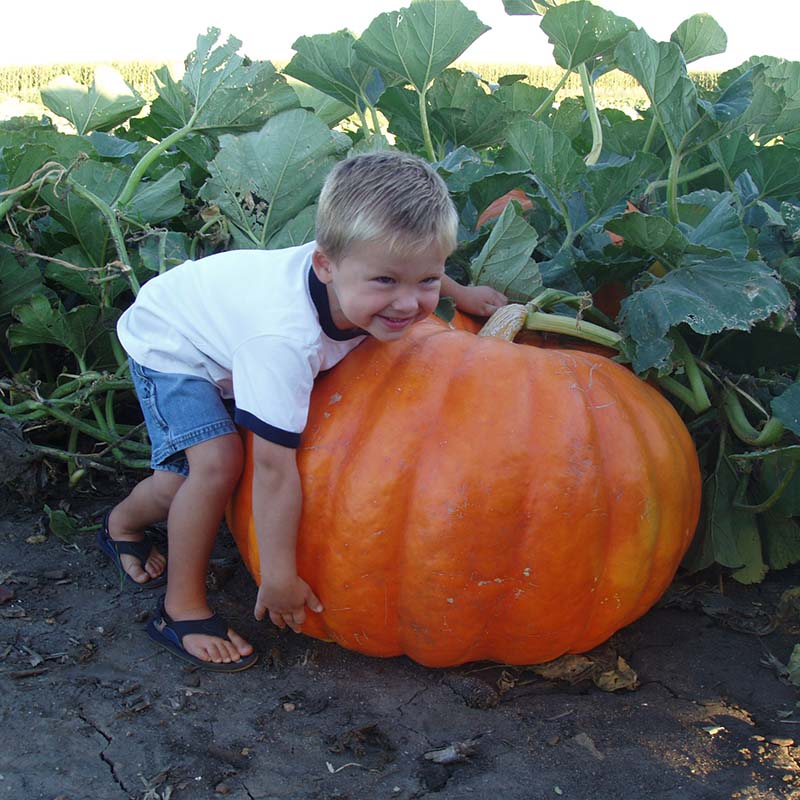Pumpkin Big Moose Seed – Harris Seeds