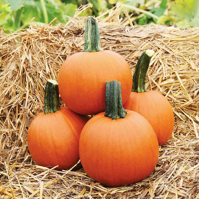 Pumpkin Cannon Ball F1 Seed – Harris Seeds