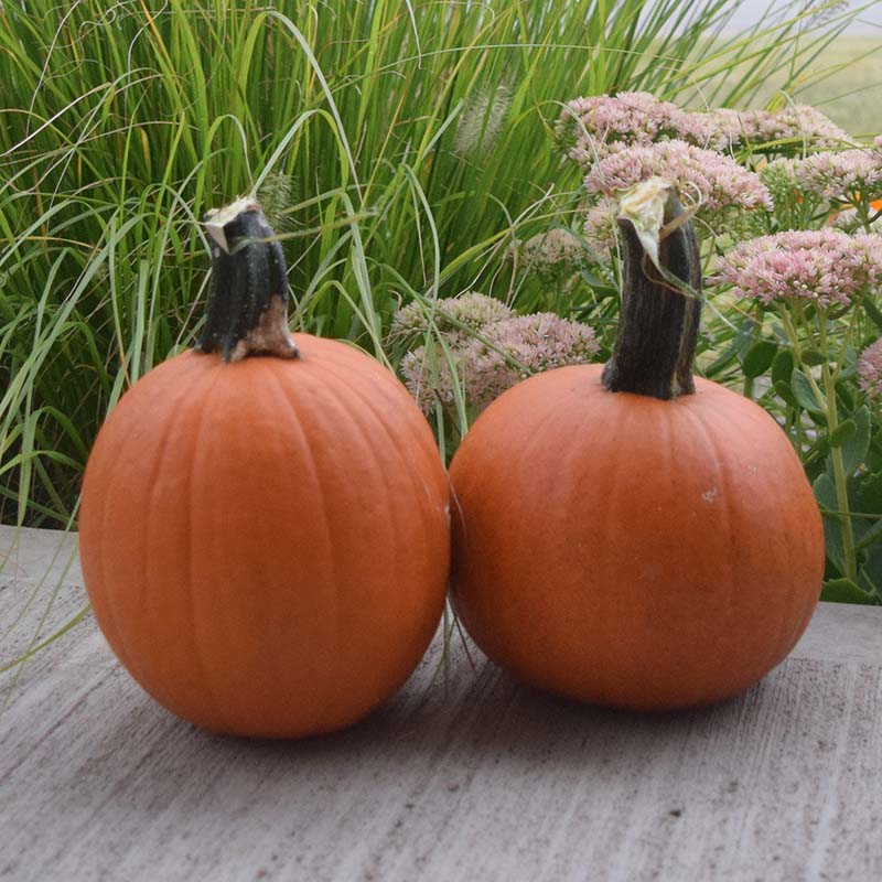 Pumpkin Cannon Ball F1 Seed – Harris Seeds