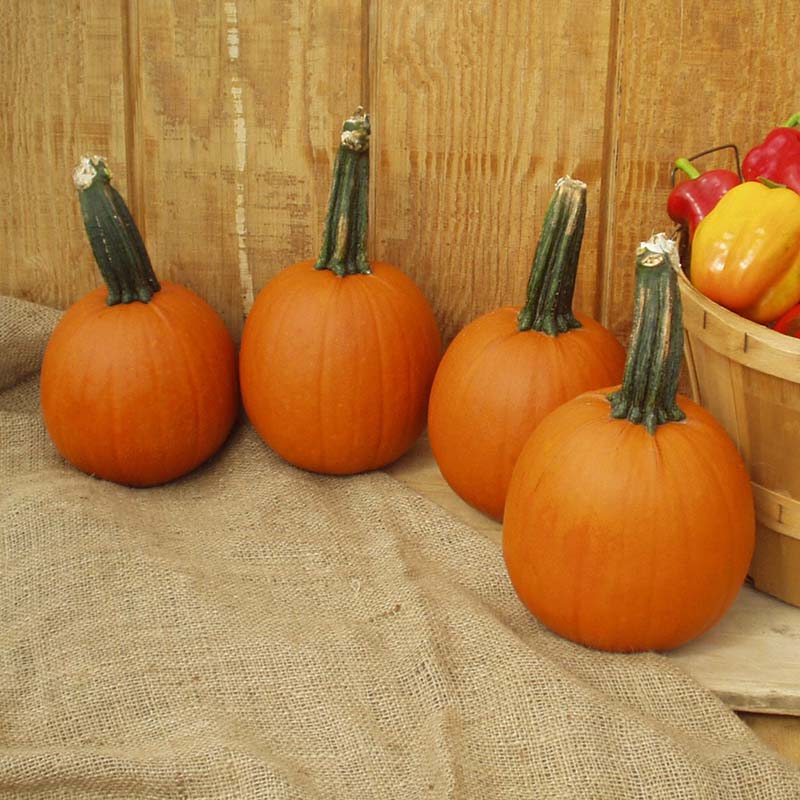 Pumpkin Cannon Ball F1 Seed – Harris Seeds