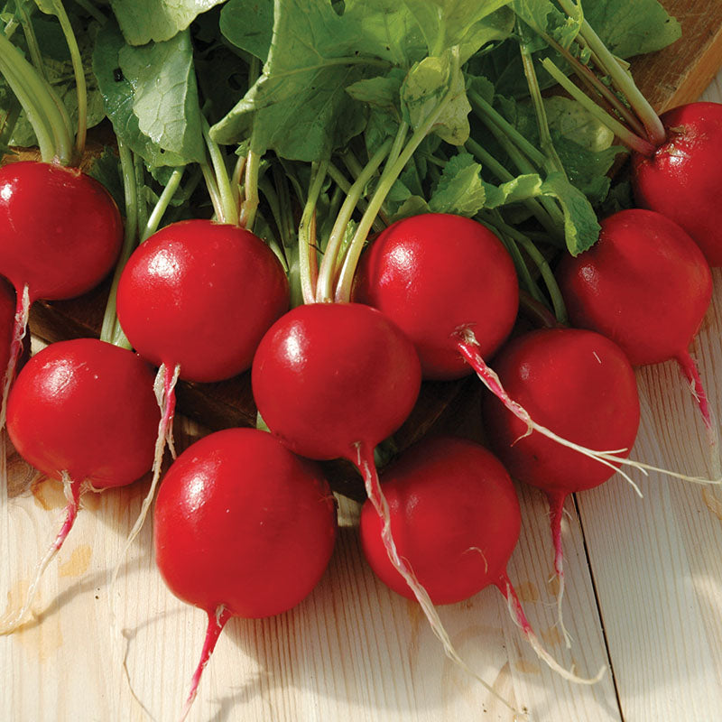 Radish Red Satin F1 Seed – Harris Seeds