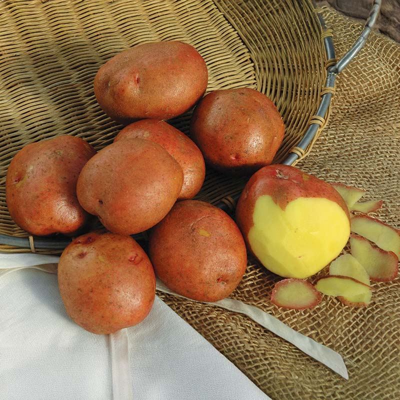 Potato Red Gold – Harris Seeds