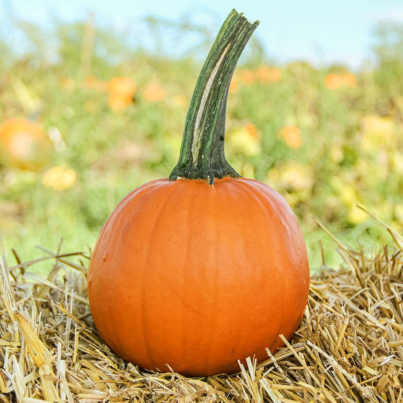 Smallest Pumpkin In The World