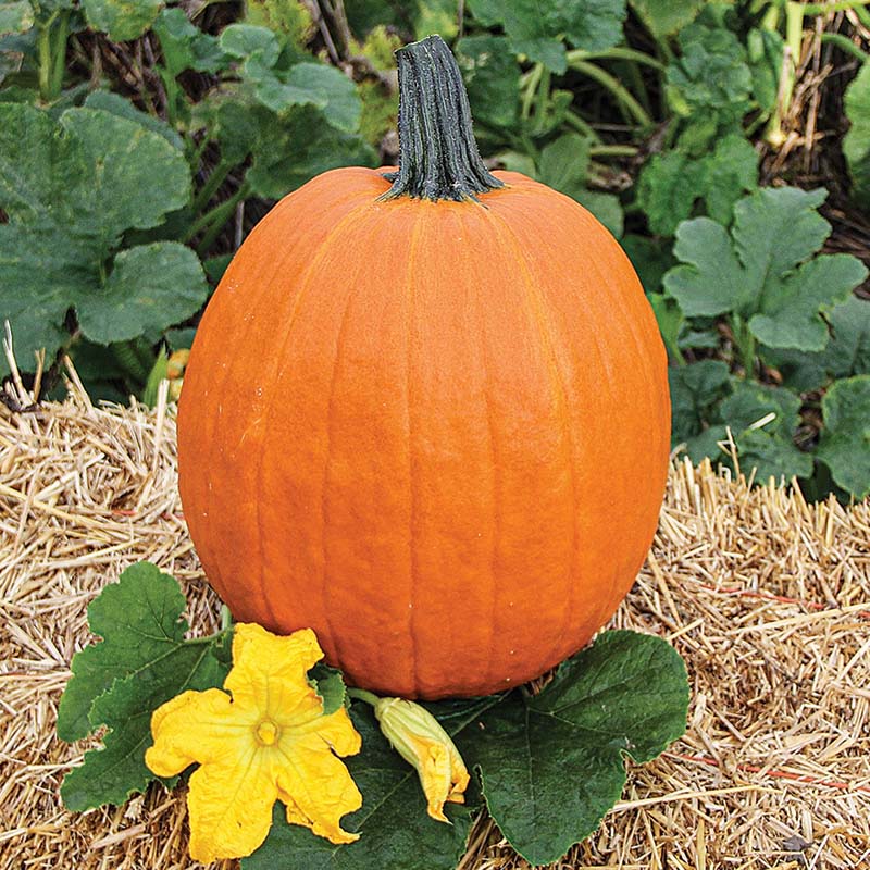 Pumpkin Apollo F1 Seed – Harris Seeds