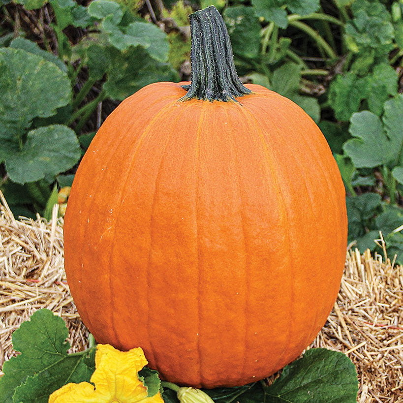 Pumpkin Apollo F1 Seed – Harris Seeds