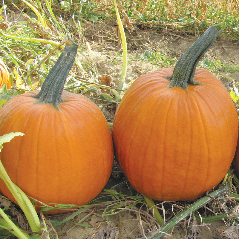 Pumpkin Apollo F1 Seed – Harris Seeds