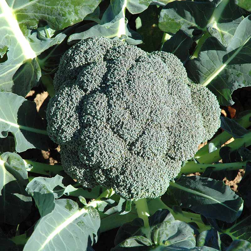 Broccoli Asteroid F1 Seed – Harris Seeds