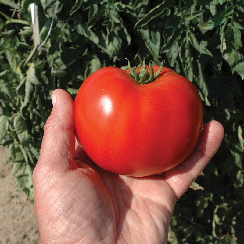 Tomato Mountain Merit F1 Seed – Harris Seeds