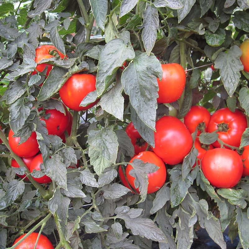 Tomato Mountain Merit F1 Seed – Harris Seeds