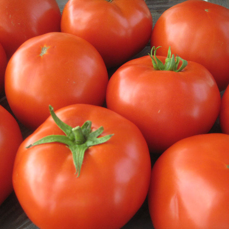 Tomato Mountain Merit F1 Seed – Harris Seeds