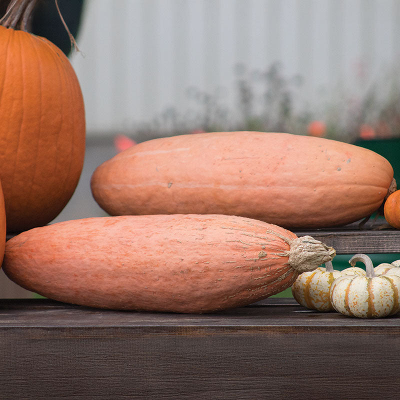 Squash Jumbo Pink Banana Seed – Harris Seeds