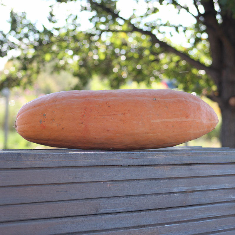 Squash Jumbo Pink Banana Seed – Harris Seeds