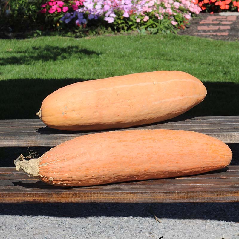 Squash Jumbo Pink Banana Seed – Harris Seeds