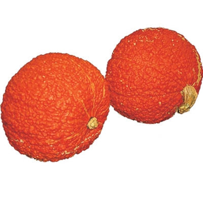 Squash Red Warty Thing Seed – Harris Seeds