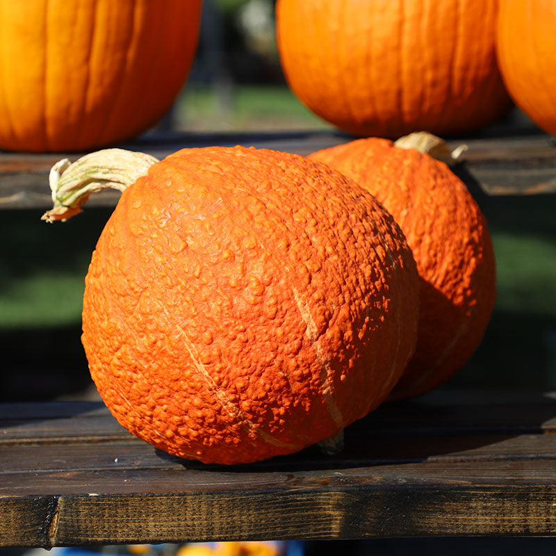 Squash Red Warty Thing Seed – Harris Seeds