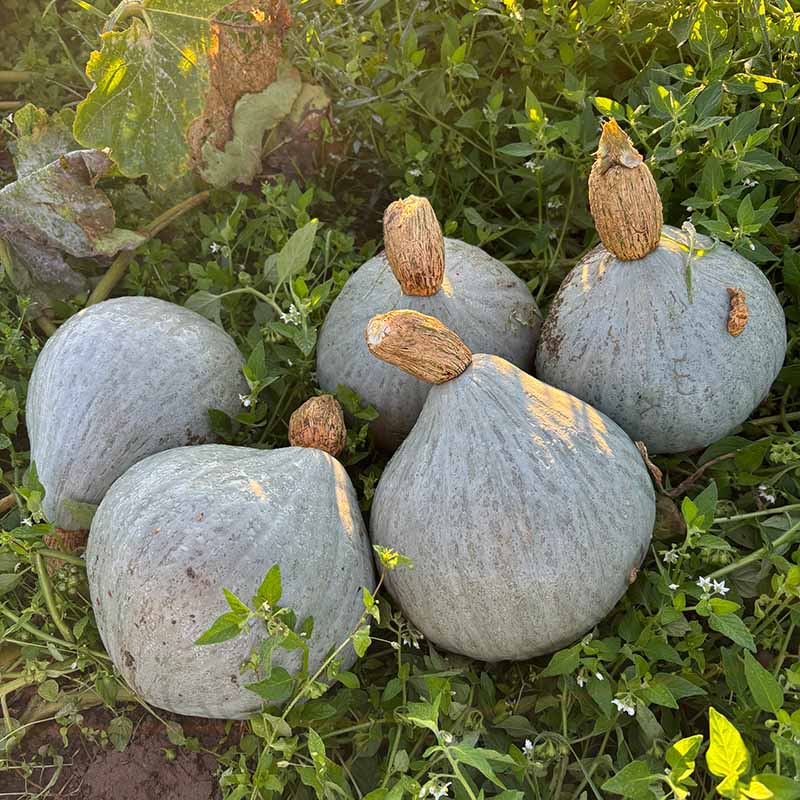 Squash Blue Magic F1 Seed – Harris Seeds