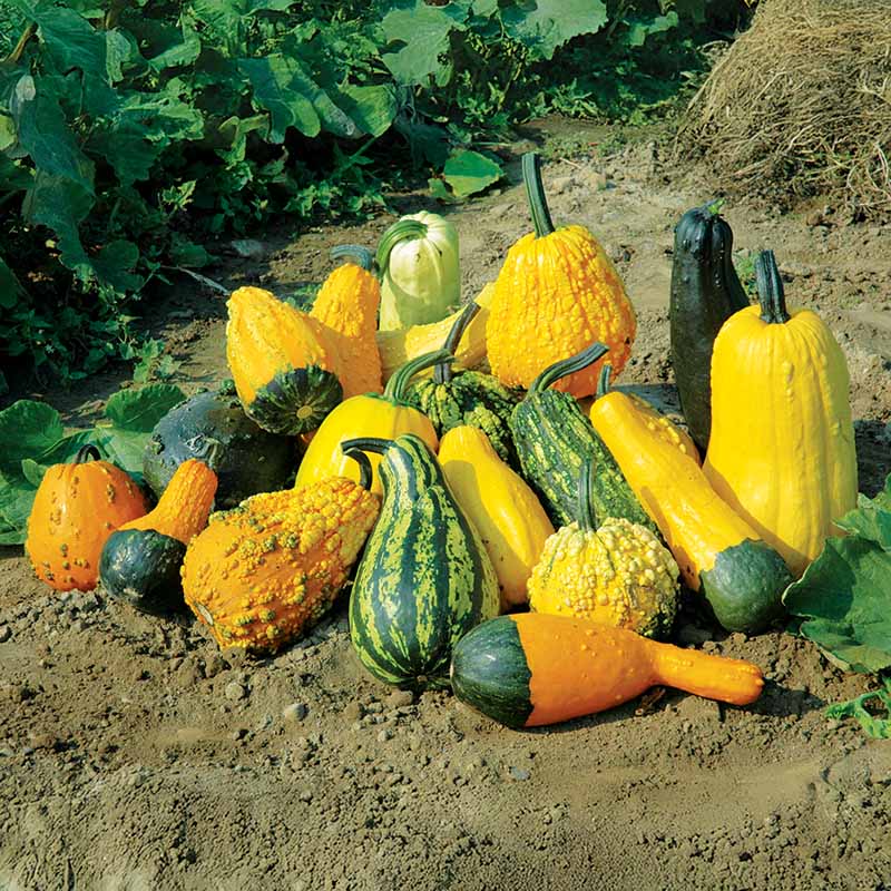 Lunch Lady Gourds Close Up Of Orange And Green Warted Gourd In Front