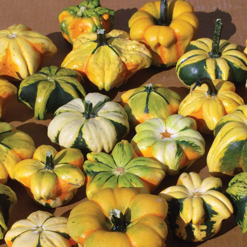 Gourd Daisy Seed – Harris Seeds