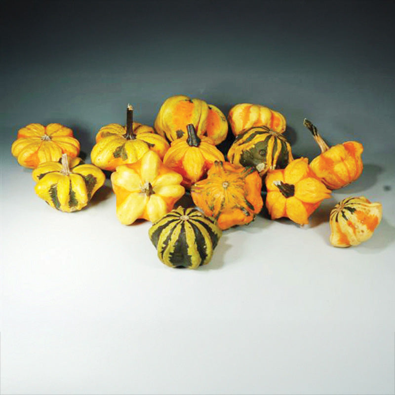 Gourd Daisy Seed – Harris Seeds