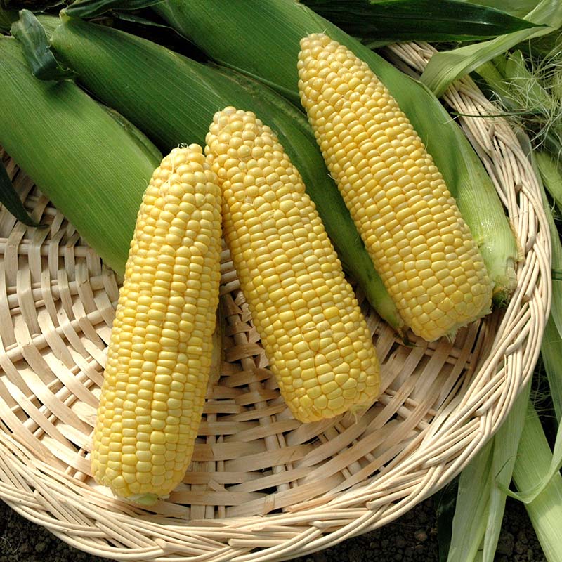 Sweet Corn Vision MXR F1 Seed – Harris Seeds