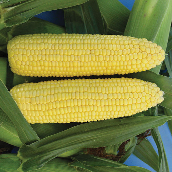 Sweet Corn Vision MXR F1 Seed – Harris Seeds