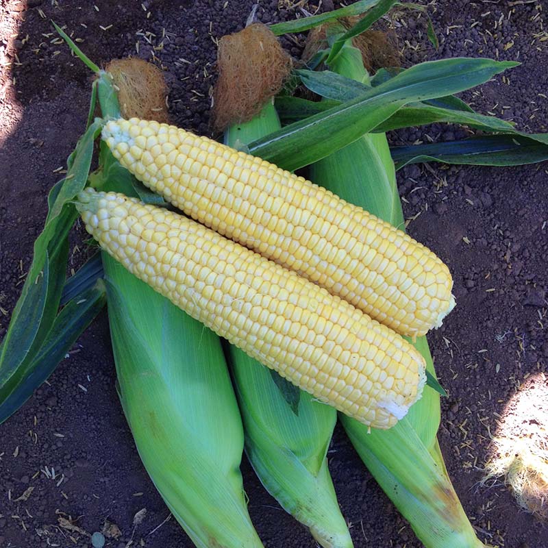 Sweet Corn Vision MXR F1 Seed – Harris Seeds