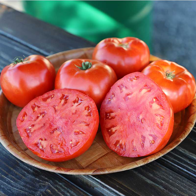 Tomato Primo Red F1 Seed – Harris Seeds