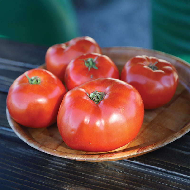 Tomato Primo Red F1 Seed – Harris Seeds