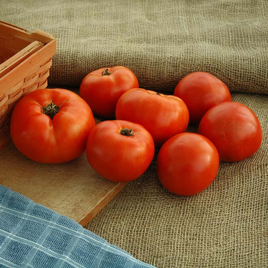 Tomato Primo Red F1 Seed – Harris Seeds