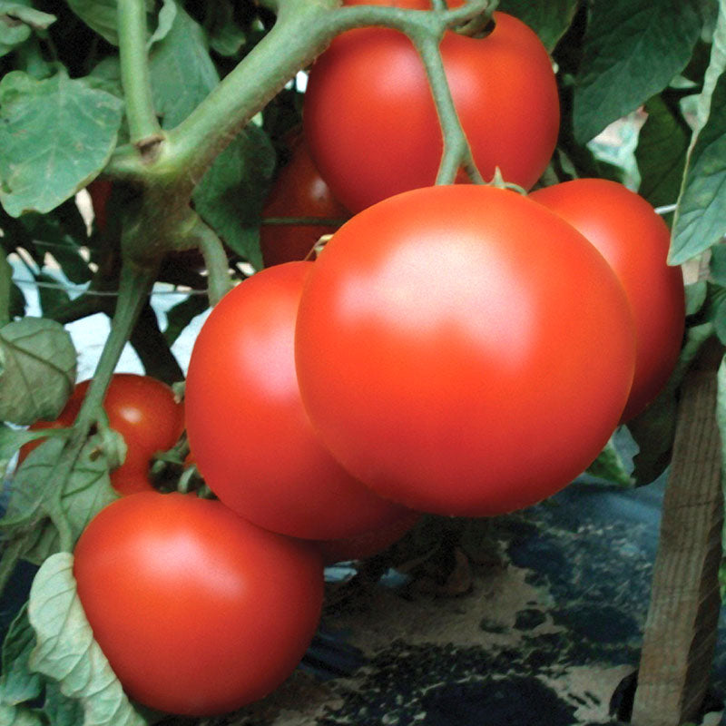 Tomato Primo Red F1 Seed – Harris Seeds