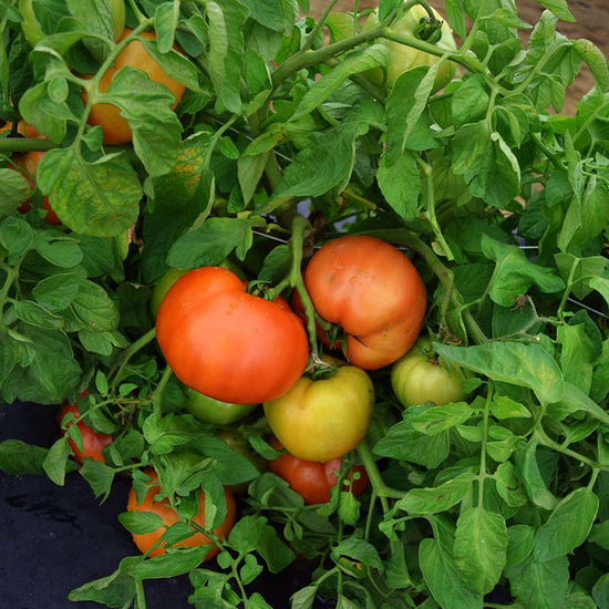 Tomato Primo Red F1 Seed – Harris Seeds