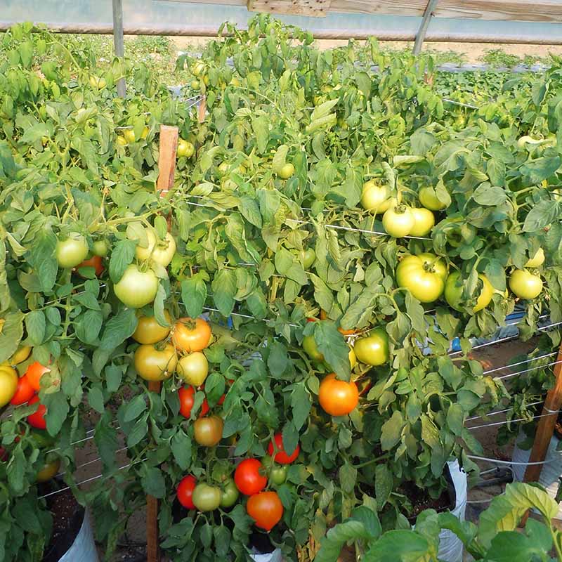 Tomato Primo Red F1 Seed – Harris Seeds