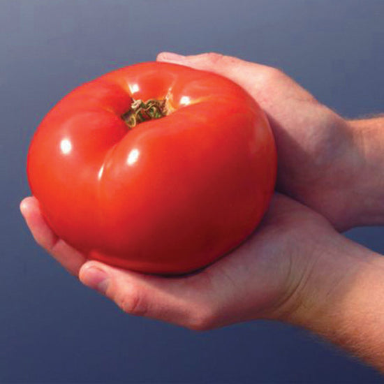 Tomato Primo Red F1 Seed – Harris Seeds
