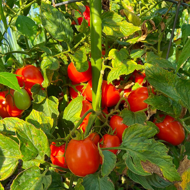 Tomato Pony Express F1 Seed – Harris Seeds