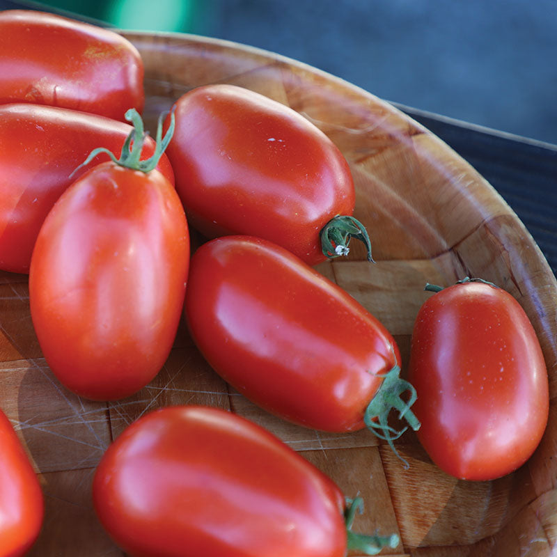 Tomato Mariana F1 Seed – Harris Seeds