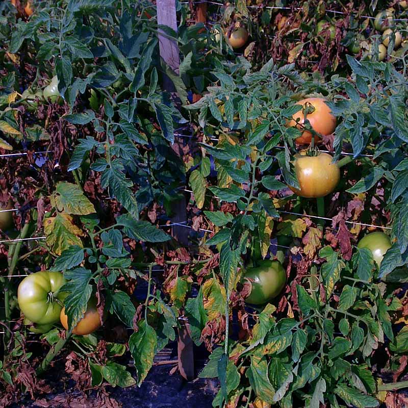 Tomato Red Deuce F1 Seed – Harris Seeds
