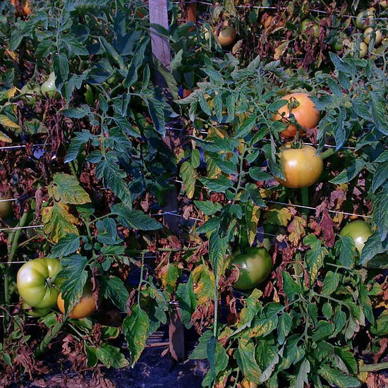 Tomato Red Deuce F1 Seed – Harris Seeds