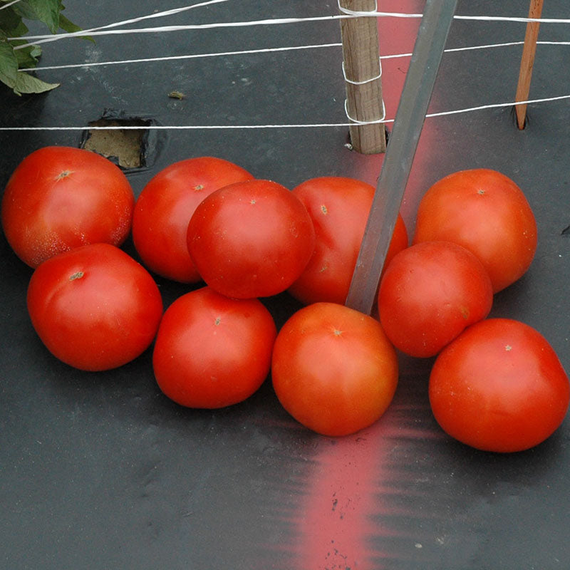 Tomato Red Deuce F1 Seed – Harris Seeds