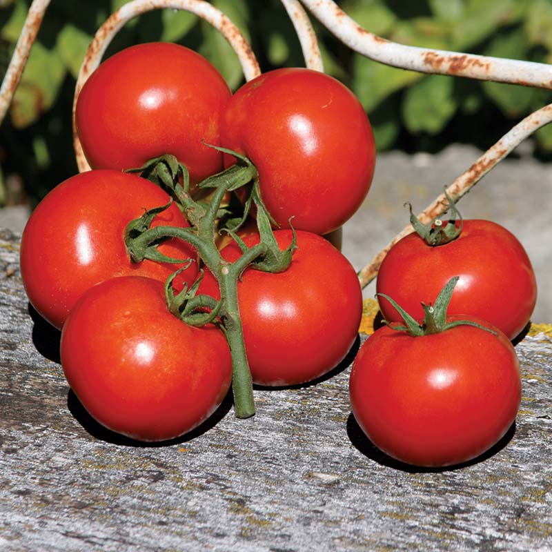 Tomato Premio F1 Seed – Harris Seeds
